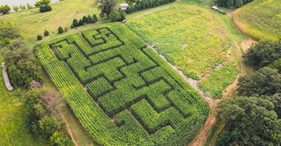 Pumpkin Patch – Mulberry Pond